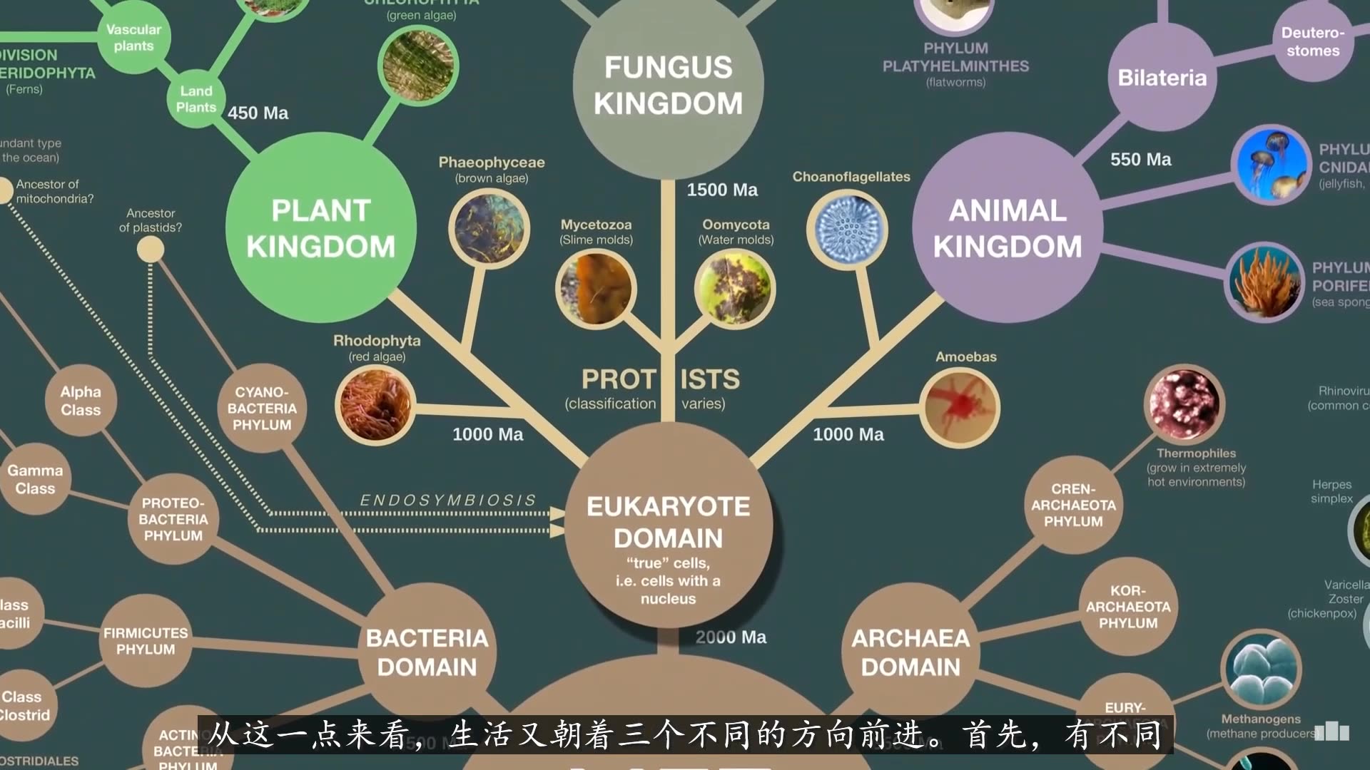 进化树 生命进化与分类（Evolution & Classification of Life）_哔哩哔哩_bilibili