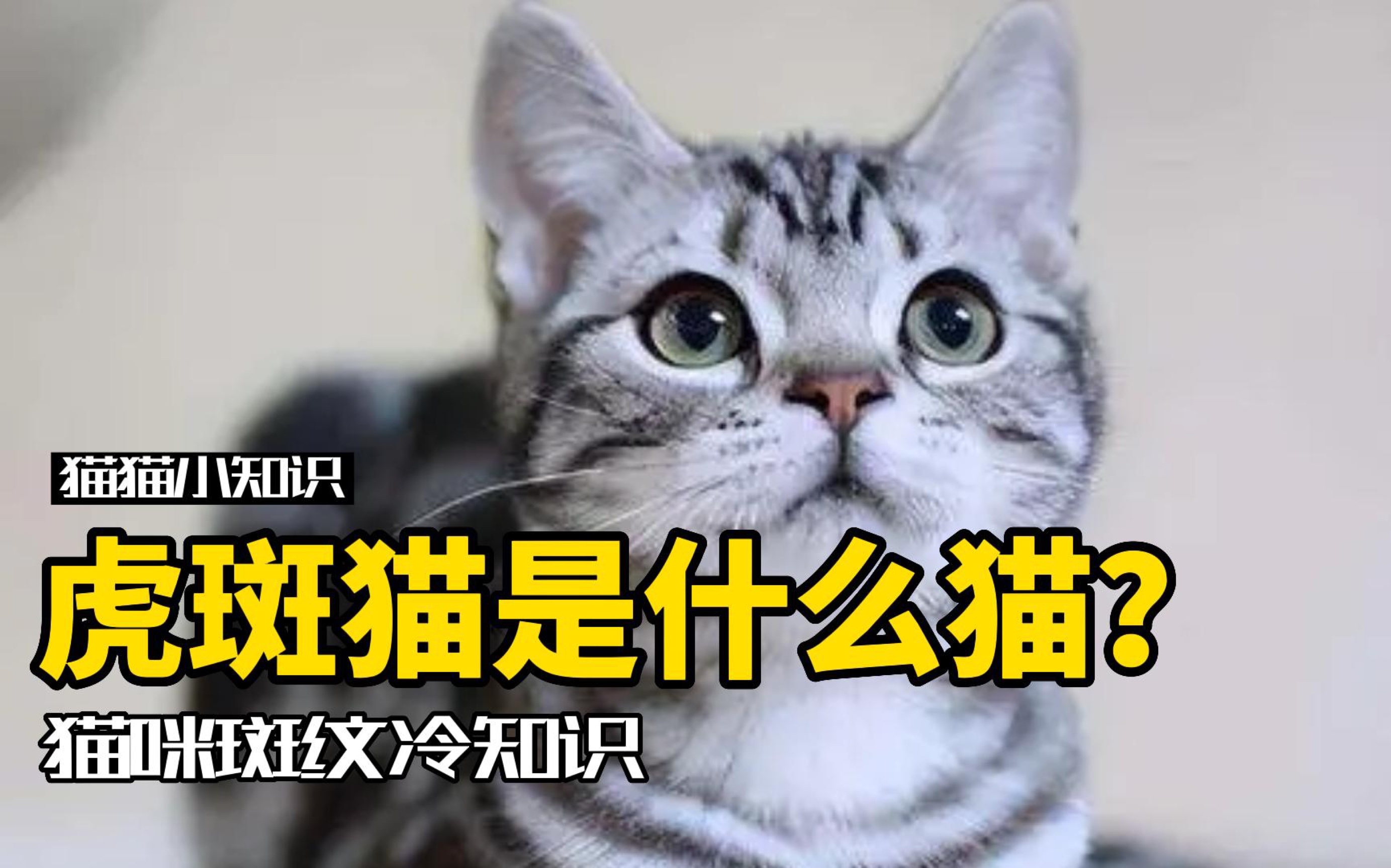 猫咪的斑纹分类,看看你家猫是哪一种 哔哩哔哩