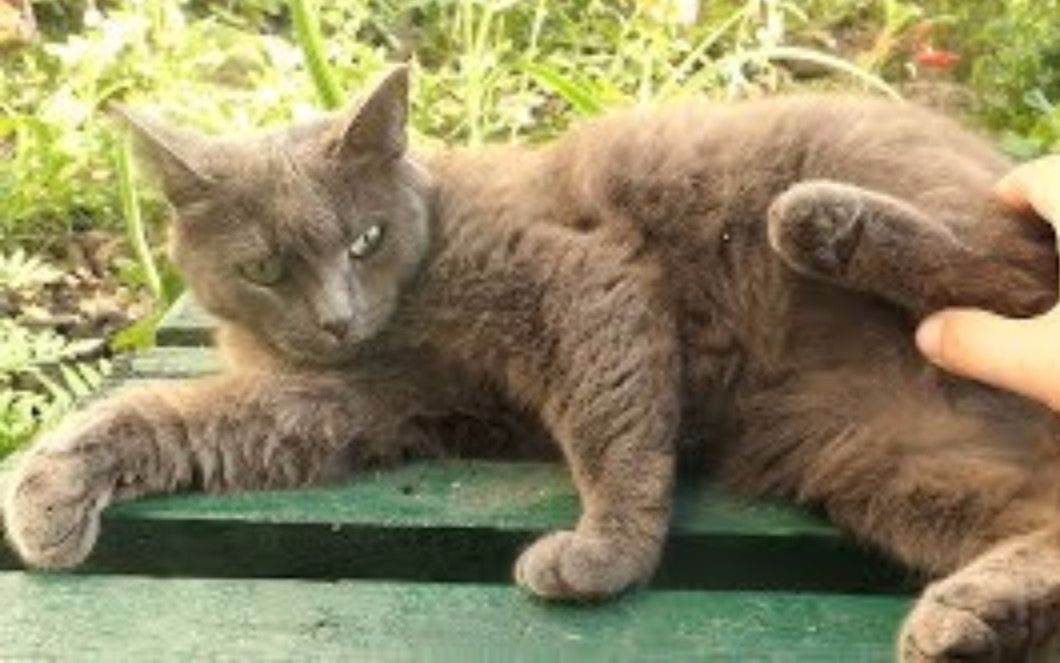 【Robin Seplut】起床吧小胖灰~感觉好好摸~-o(*≧ ≦)ツ_哔哩哔哩_bilibili