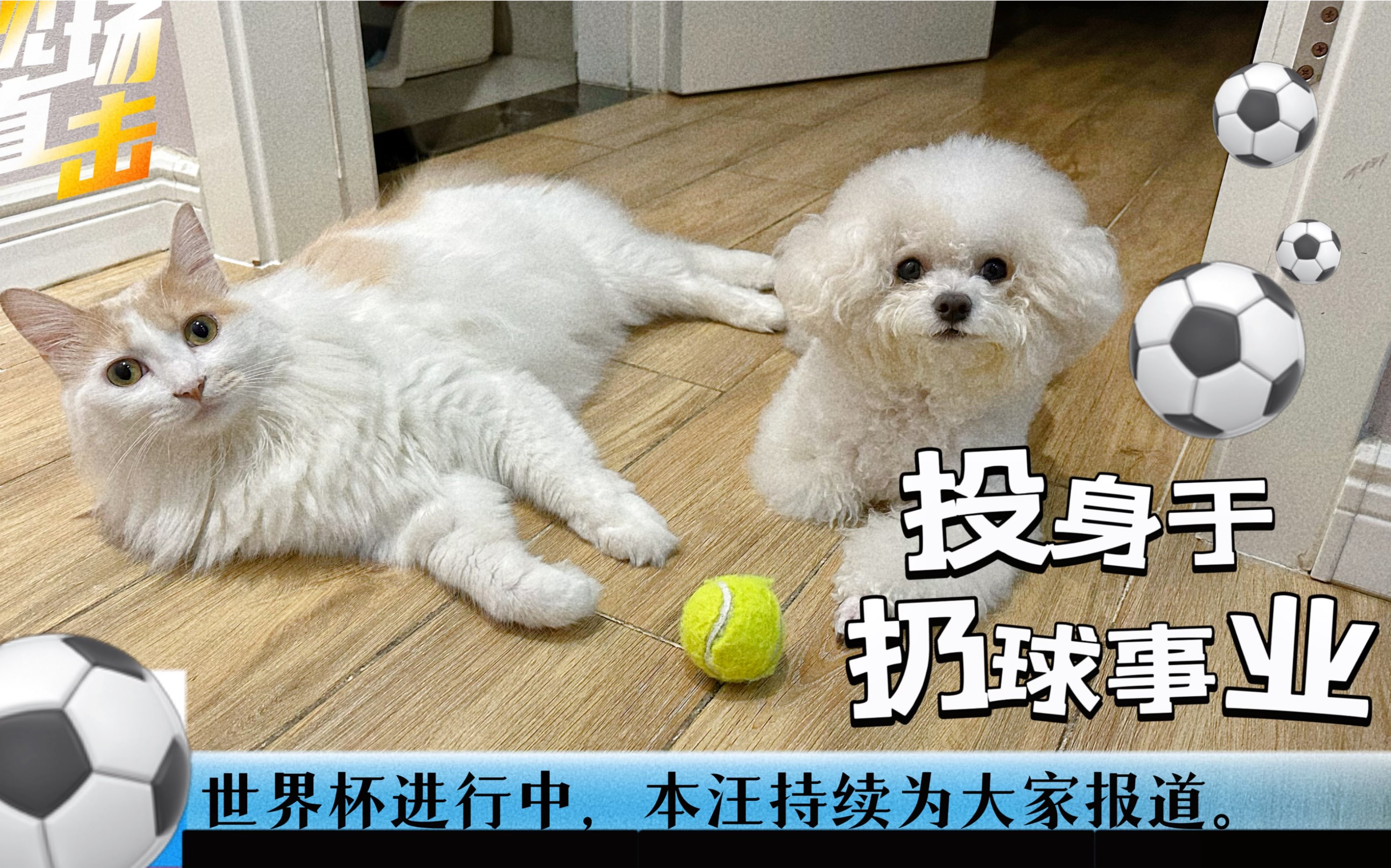 几天没回家,回来发现狗狗依旧那么 聪慧”,猫咪还是那么 乖巧” 哔哩哔哩