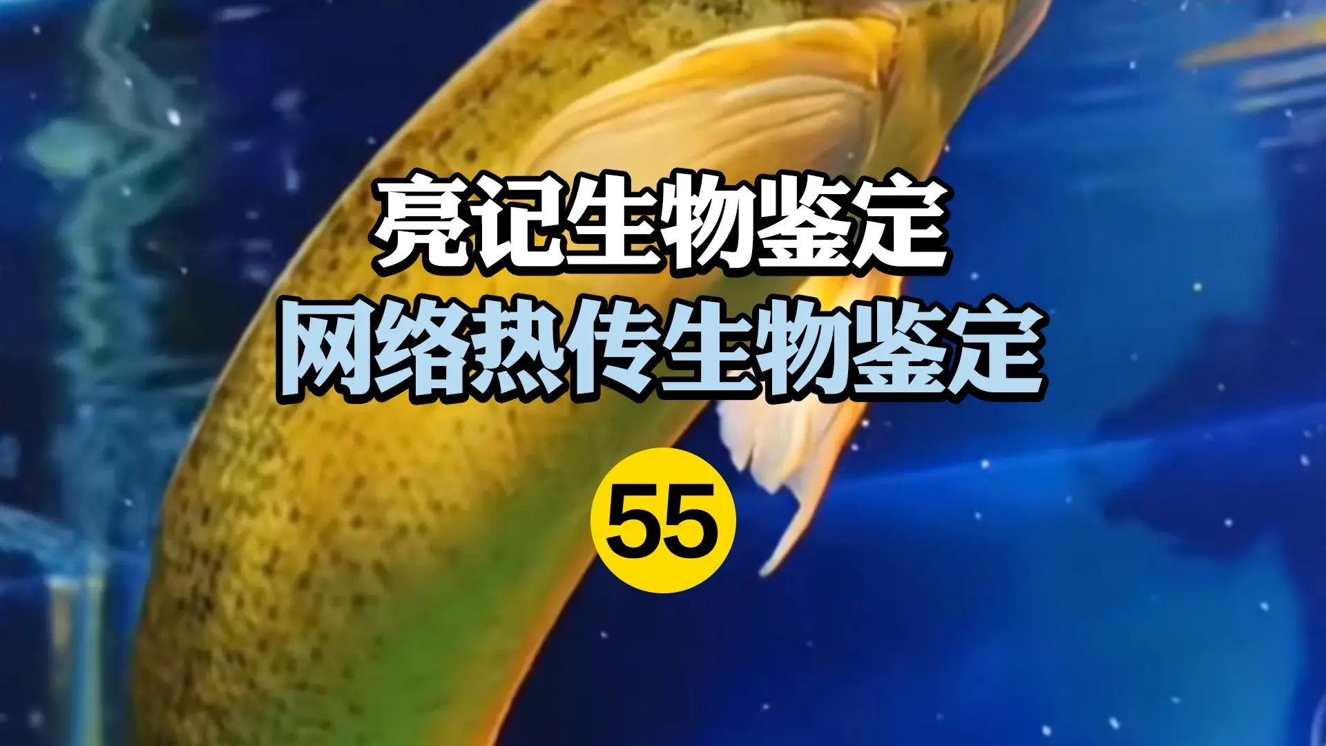 网络热传生物鉴定55_哔哩哔哩_bilibili