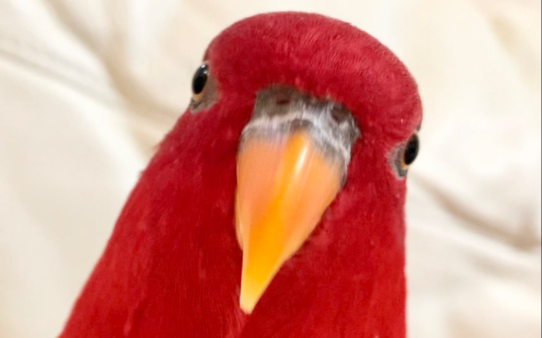 Red birb is Nyamanyaaaan_哔哩哔哩_bilibili