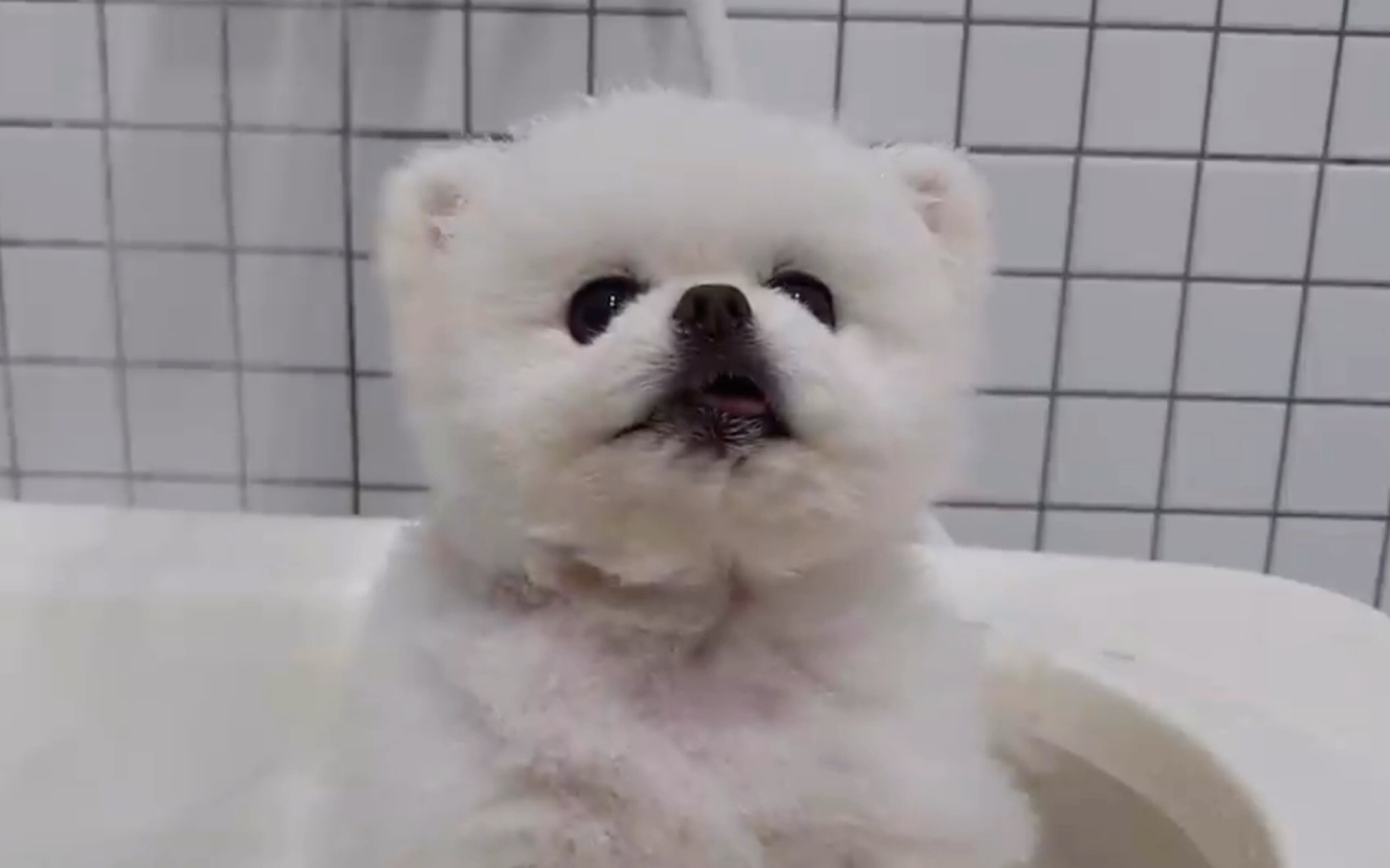 【中字】 RuPong一家｜外出散步后需要桑拿的狗狗_哔哩哔哩_bilibili