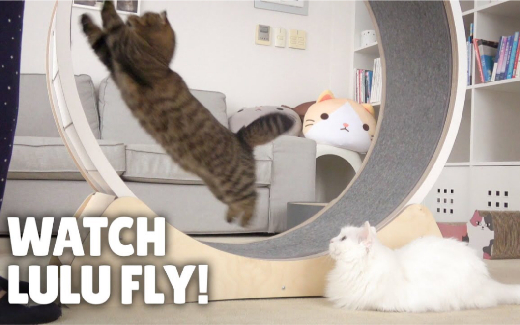 【Kittisaurus】LuLu快跑！极限猫轮挑战！_哔哩哔哩_bilibili