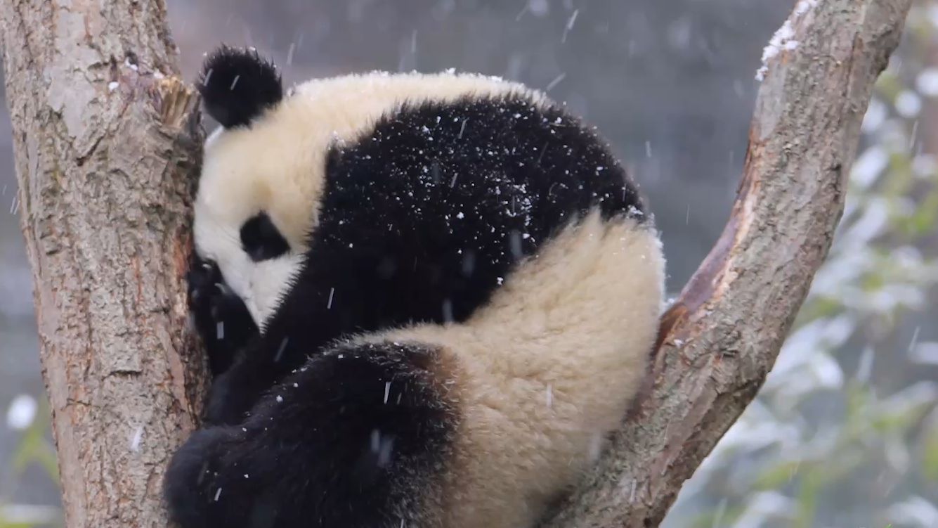 雪天的大熊猫都是氛围感电影主角，每一帧都好有故事感～-iPanda熊猫频道-iPanda熊猫频道-哔哩哔哩视频