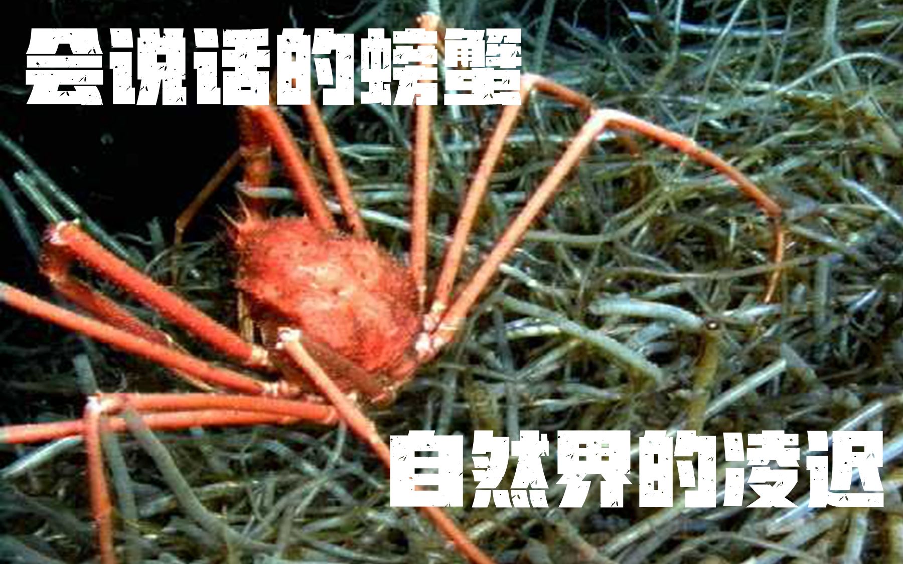 【SCP恐极系列】SCP-098 疡蟹 模仿人声的残忍螃蟹 只吃活着的猎物_哔哩哔哩 (゜-゜)つロ 干杯~-bilibili