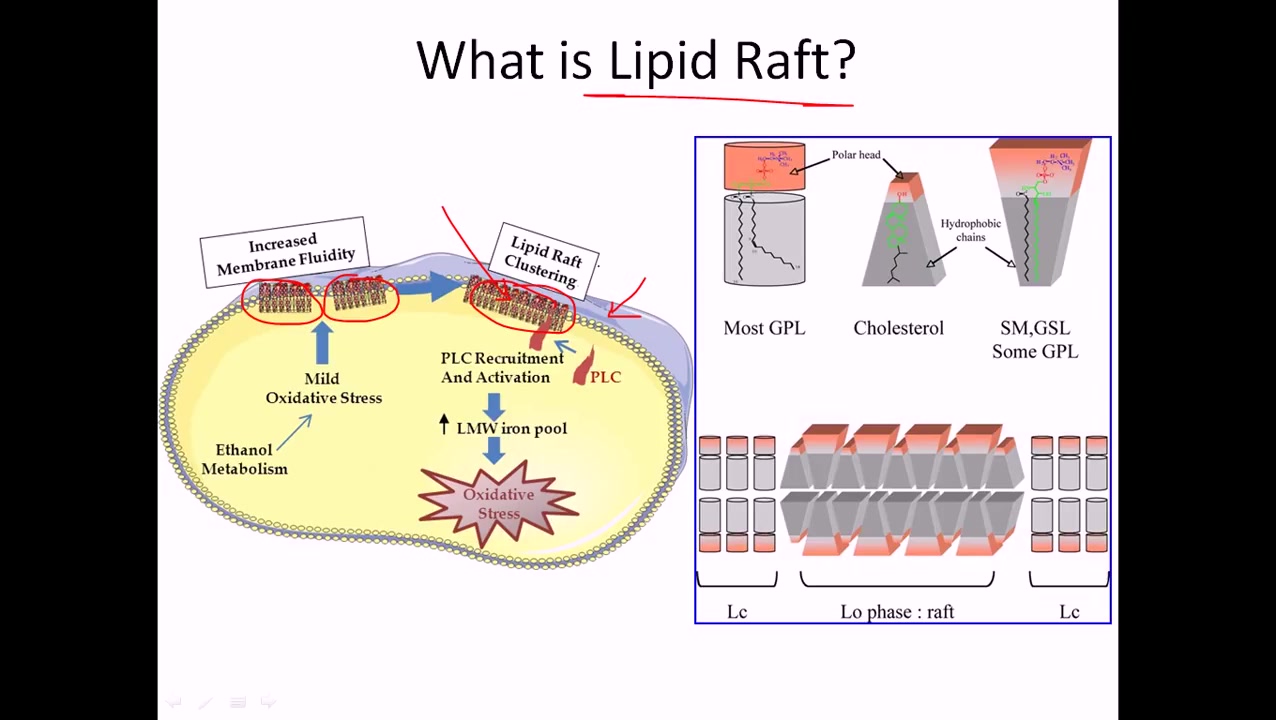 Lipid Rafts 脂筏_哔哩哔哩 (゜-゜)つロ 干杯~-bilibili