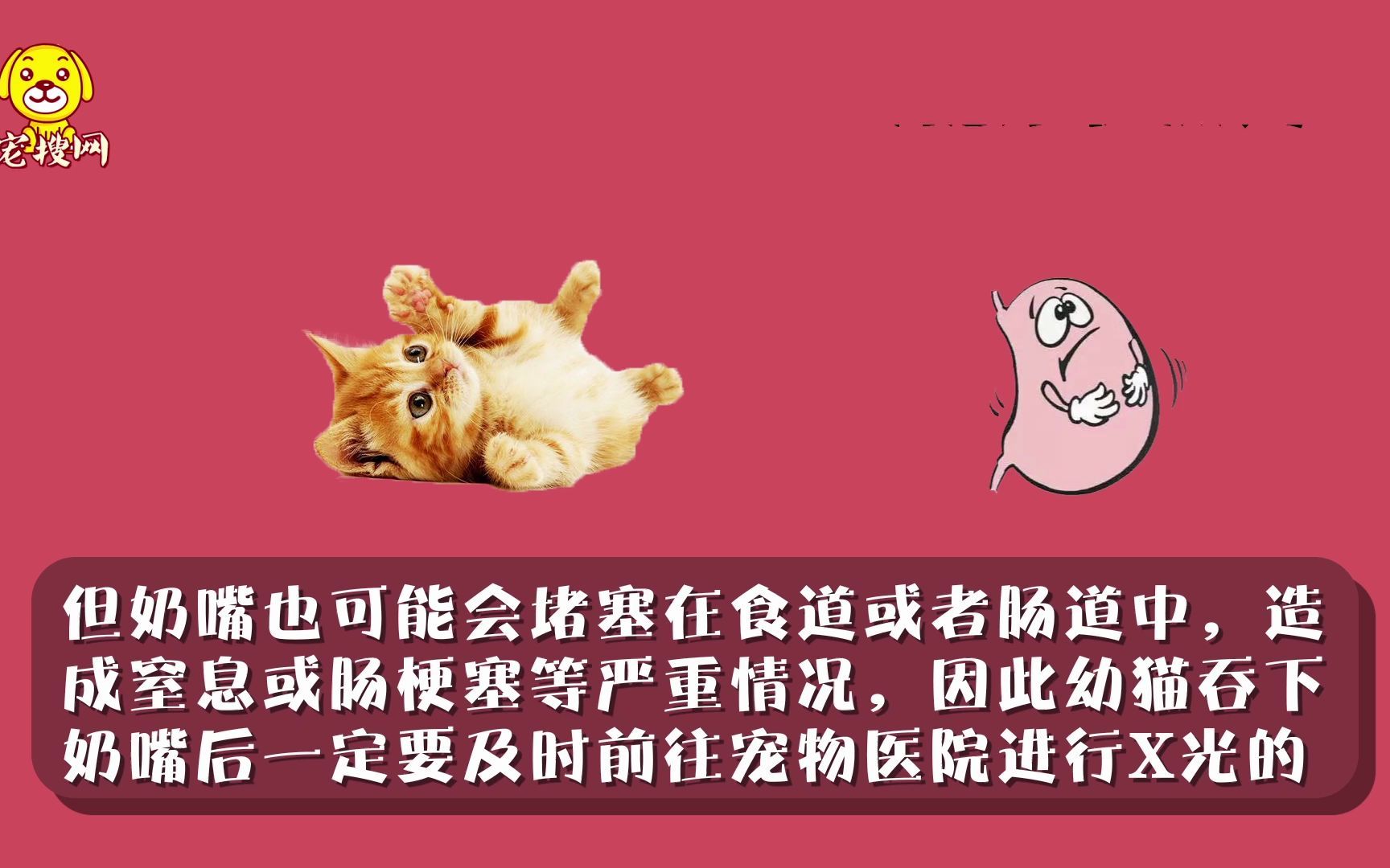 幼猫吃了奶嘴能消化吗 哔哩哔哩