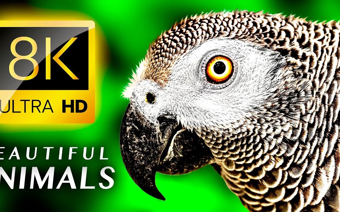 BEAUTIFUL ANIMALS 8K TV ULTRA HD - 视频下载 Video Downloader