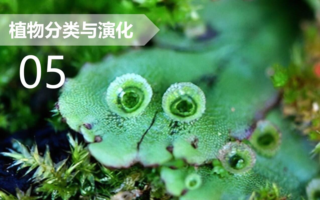 【植物分类与系统发育】05 苔藓植物（四）：苔类 - 哔哩哔哩