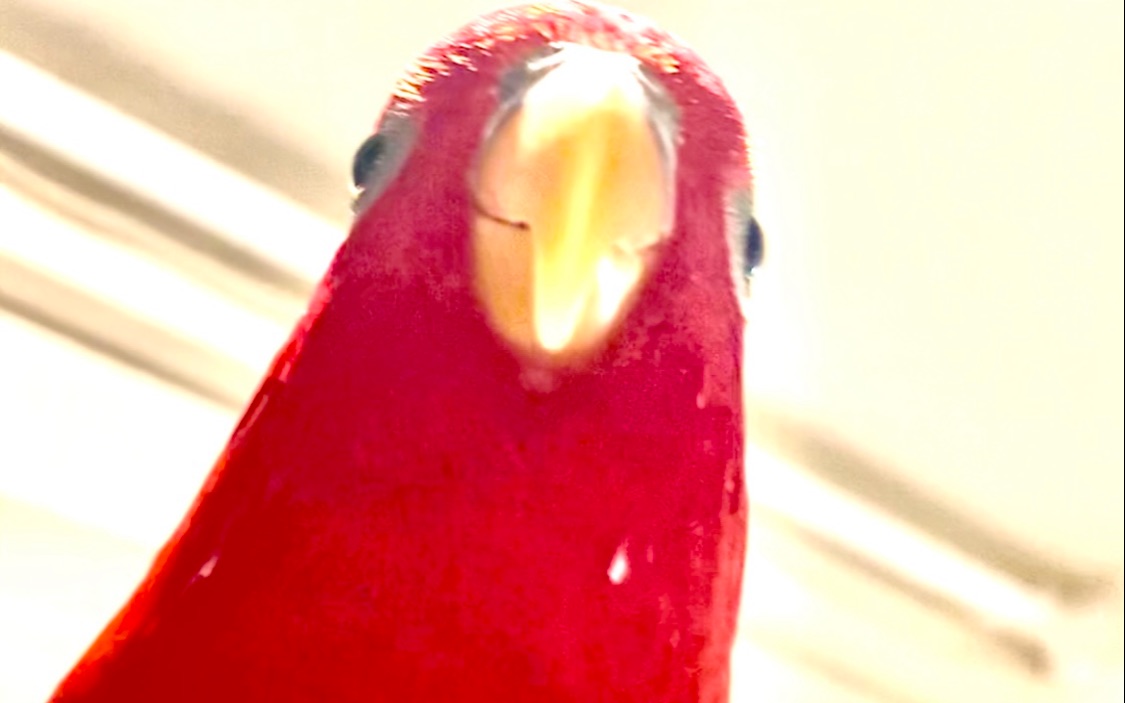 Red birb gazes also into you_哔哩哔哩_bilibili