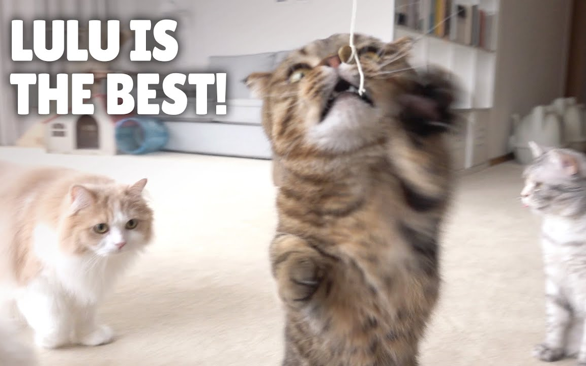 【Kittisaurus】Lulu最棒！_哔哩哔哩_bilibili