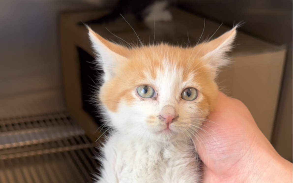 猫德学院的优秀员工（下） 哔哩哔哩