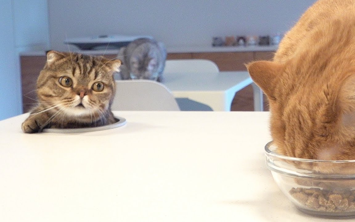 【CreamHeroes-7只猫和人类 Claire Luvcat】【中英字幕】Lulu又要开始偷食了_哔哩哔哩_bilibili