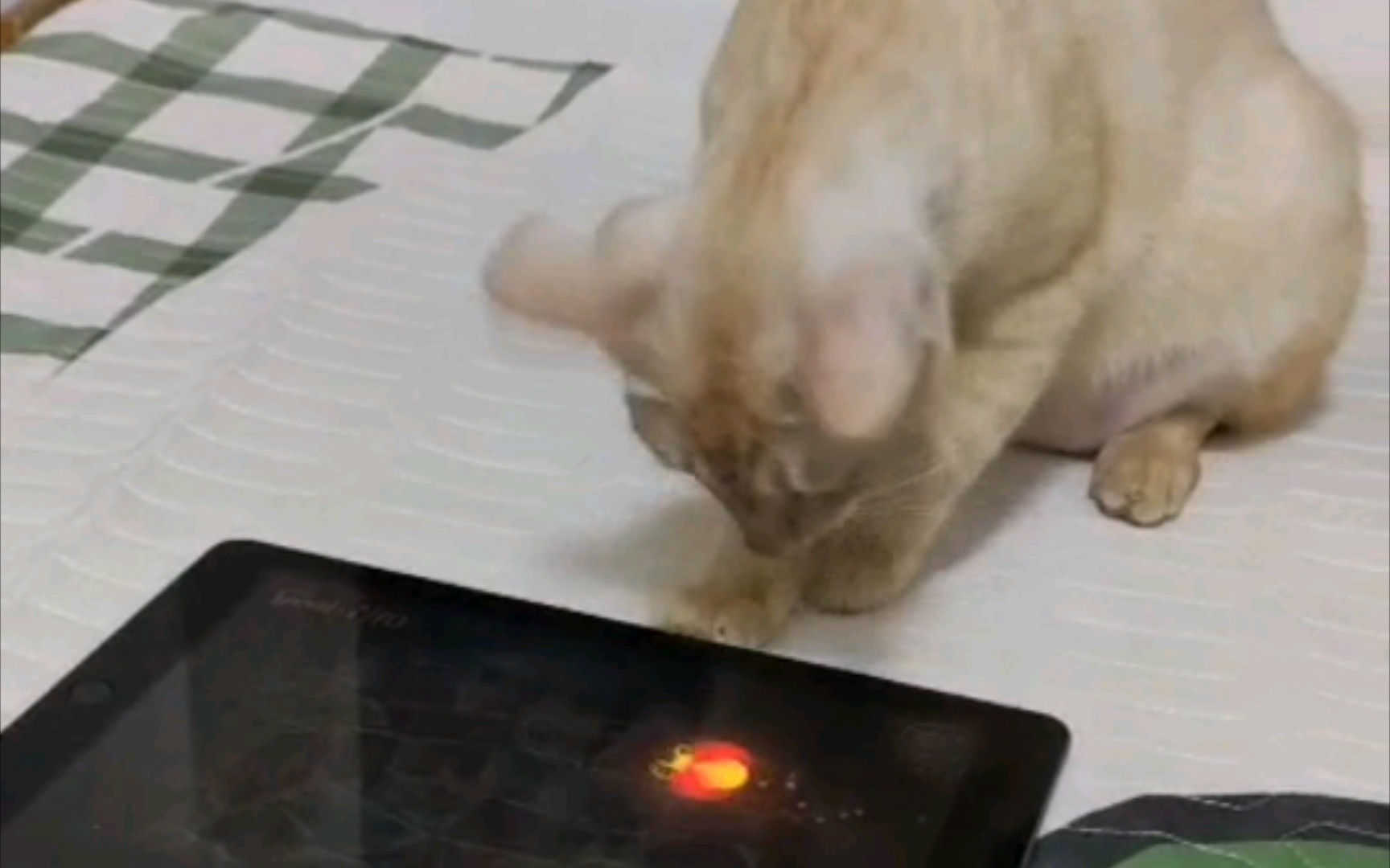 Peppy Cat_哔哩哔哩_bilibili