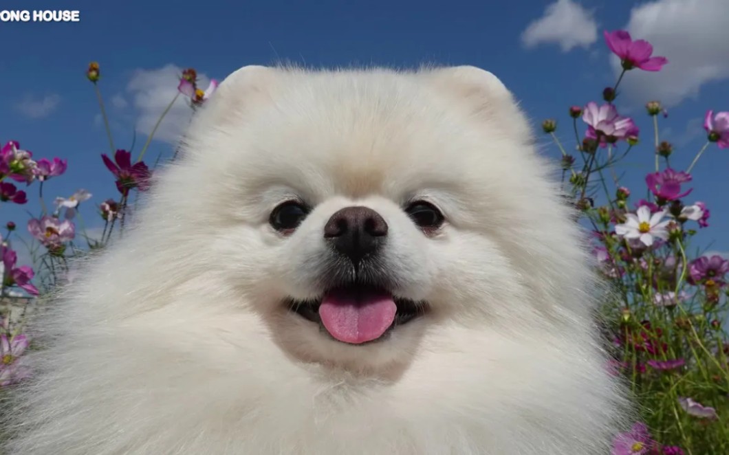 RuPong一家｜和狗狗在一起的第六个春天_哔哩哔哩_bilibili