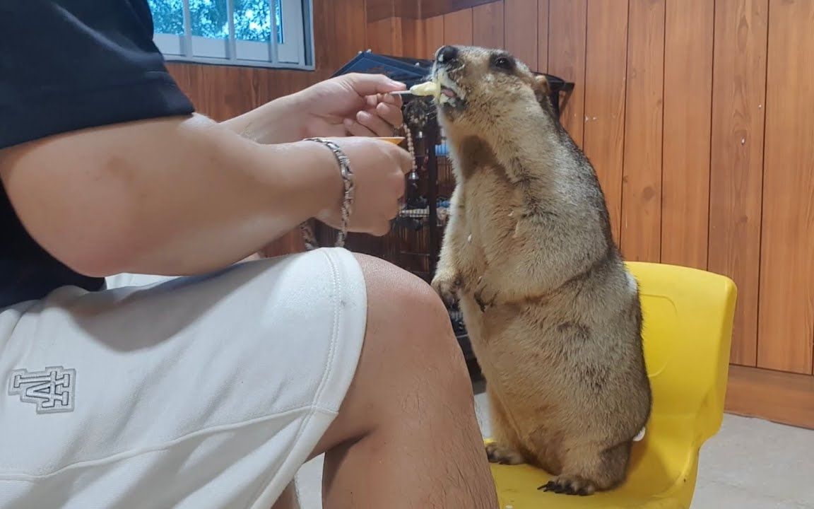 土拨鼠吃酸奶-taoz大人-taoz大人-哔哩哔哩视频