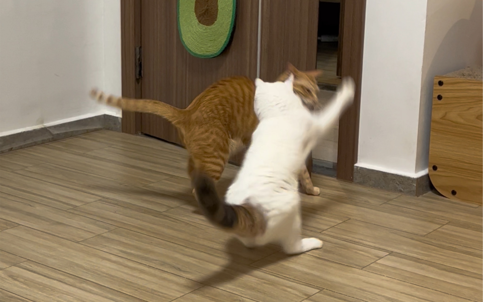 又菜又爱玩-好多喵meow-好多喵meow-哔哩哔哩视频