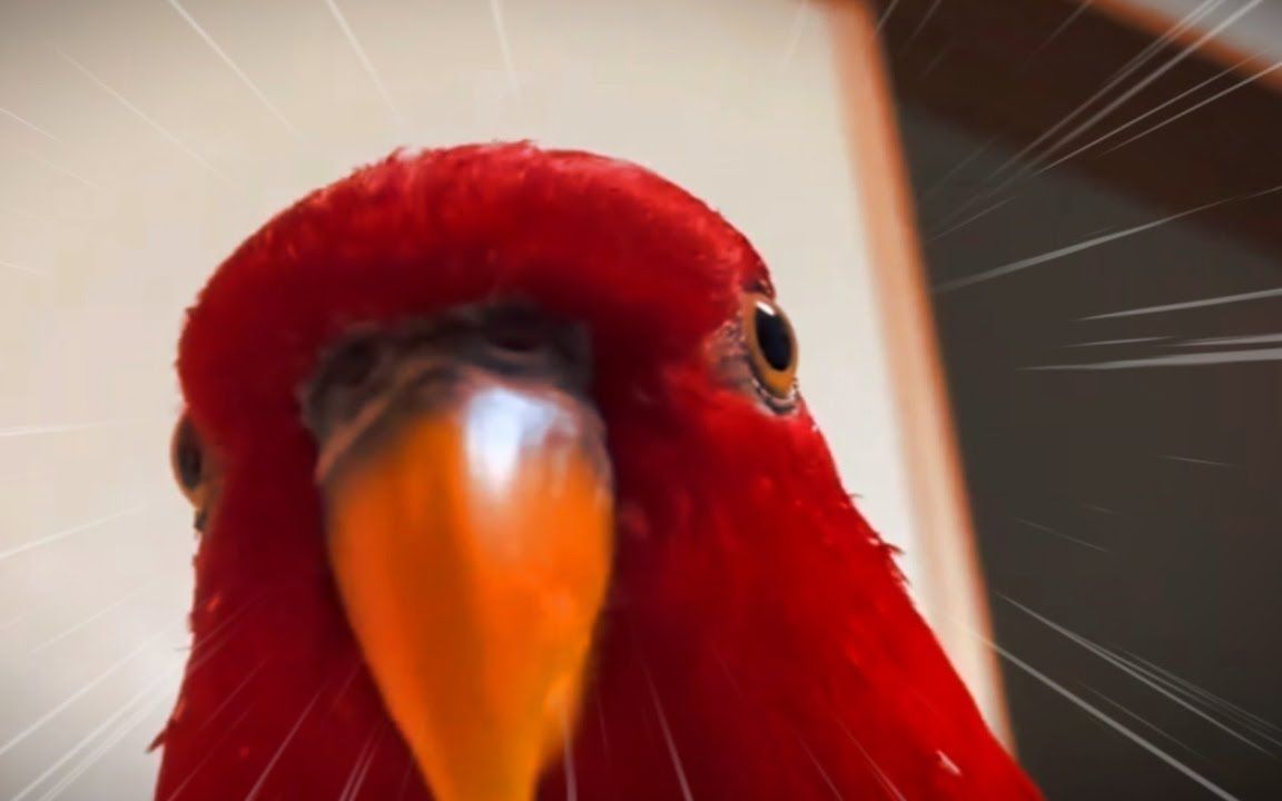 FBI Dance meme-狼狗YY-视频剪辑素材-哔哩哔哩视频