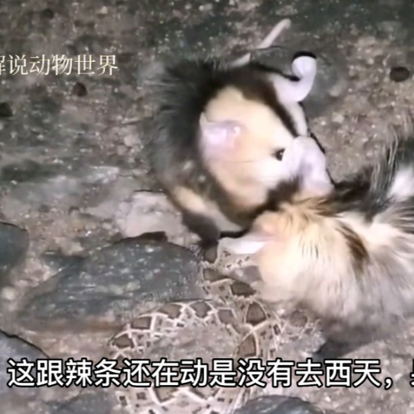 Chanyeol Ferret Club