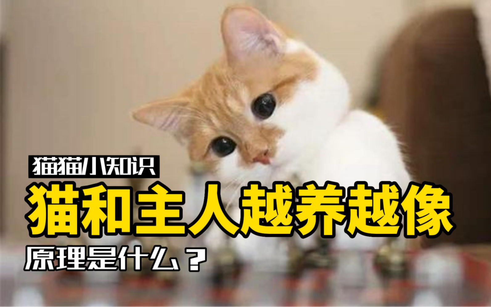 为什么猫的长相会随主人?你跟你家逆子长得像吗? 哔哩哔哩
