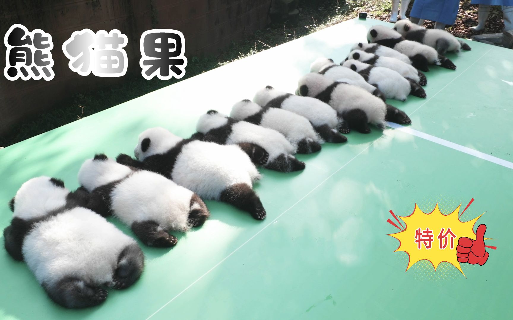 有机“熊猫果”大促啦，都是精心培育、新鲜采摘哦～-iPanda熊猫频道-iPanda熊猫频道-哔哩哔哩视频