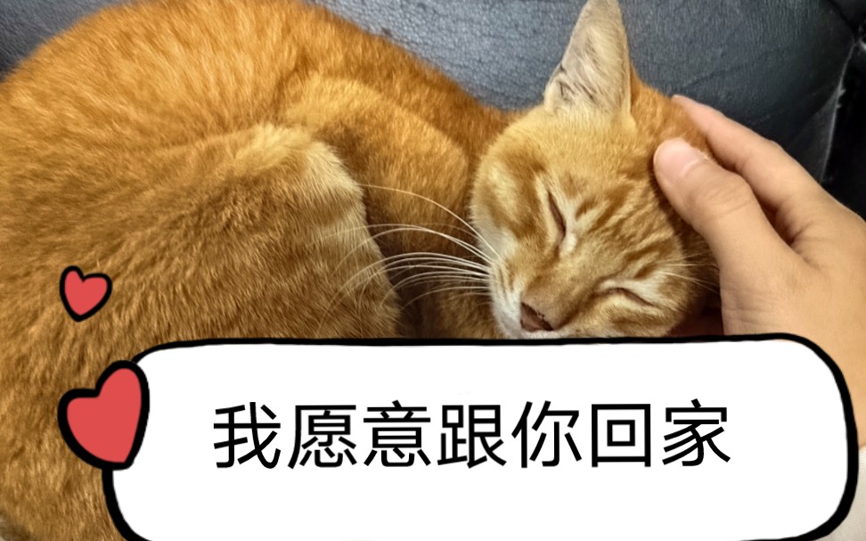 我很乖的,给我一个家吧!终于捡到猫啦 哔哩哔哩
