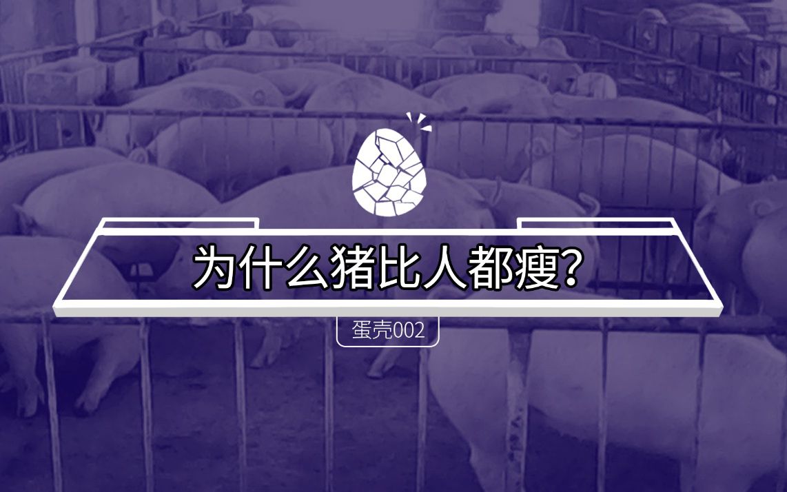 【蛋壳】为什么猪比人都瘦？_哔哩哔哩_bilibili