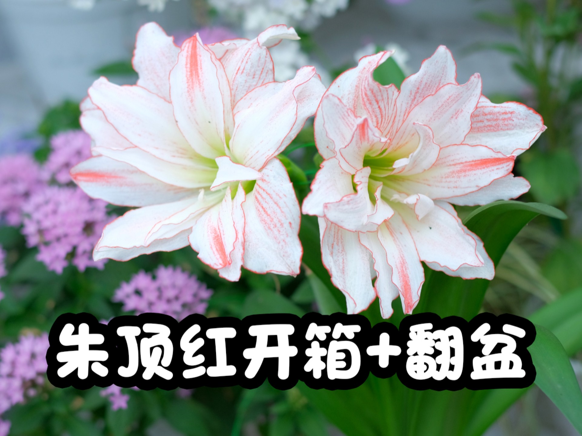 又到了种朱的季节！[朱顶红翻盆+开箱+种植]-仓仓和破哈的小花园-仓仓和破哈的小花园-哔哩哔哩视频