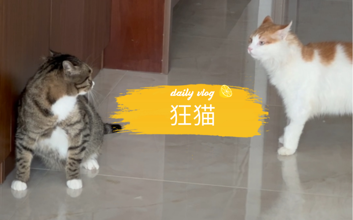 狂猫 之趁驱虫收拾猫德学院想当老大的猫 哔哩哔哩