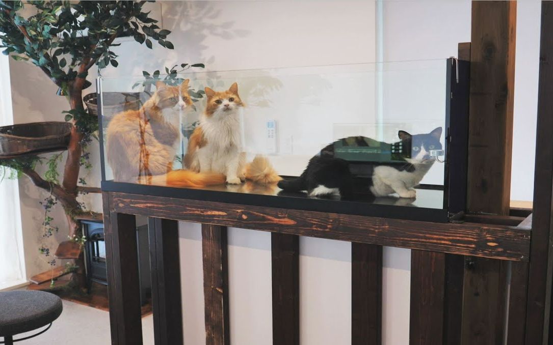 DIY复古风抗震鱼缸柜！猫咪：这个透明的方形怪物貌似在召唤我...【JunsKitchen】-JunsKitchen-JunsKitchen ...