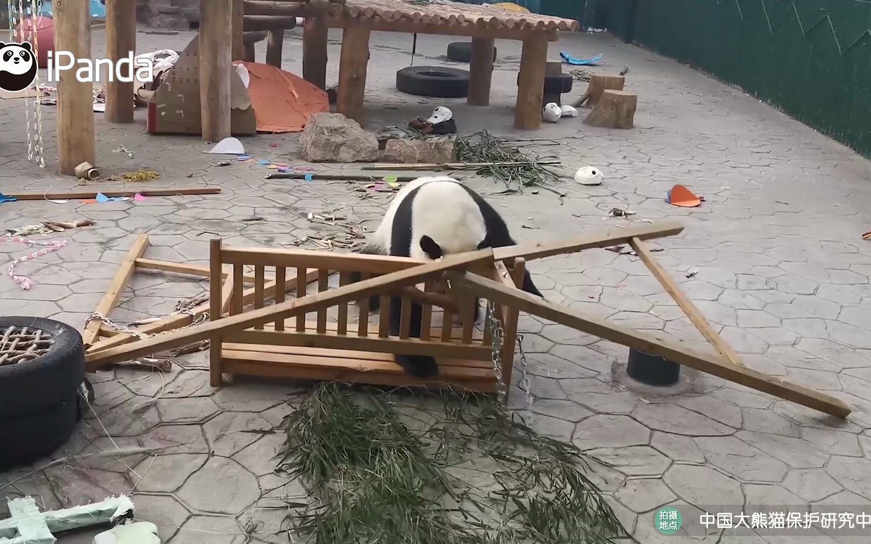 没有一个秋千经得起熊猫的折腾-iPanda熊猫频道-iPanda熊猫频道-哔哩哔哩视频