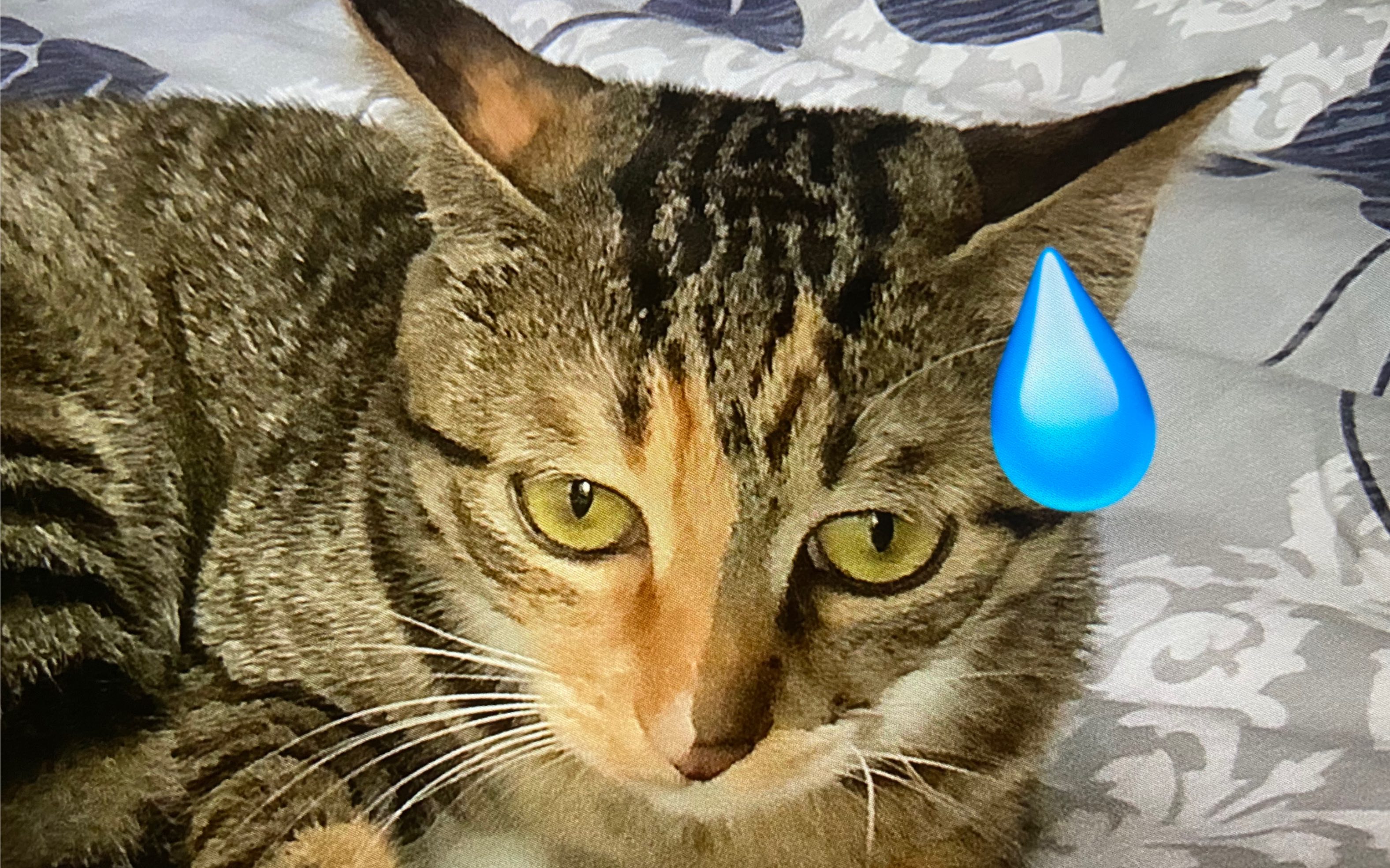 （看简介）Sad cat dance但是真猫出演 - 哔哩哔哩