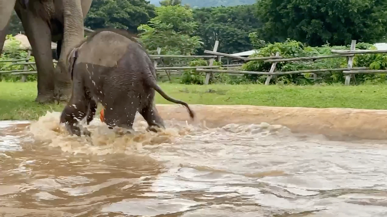 Chaba是越来越强壮自信啦_哔哩哔哩_bilibili