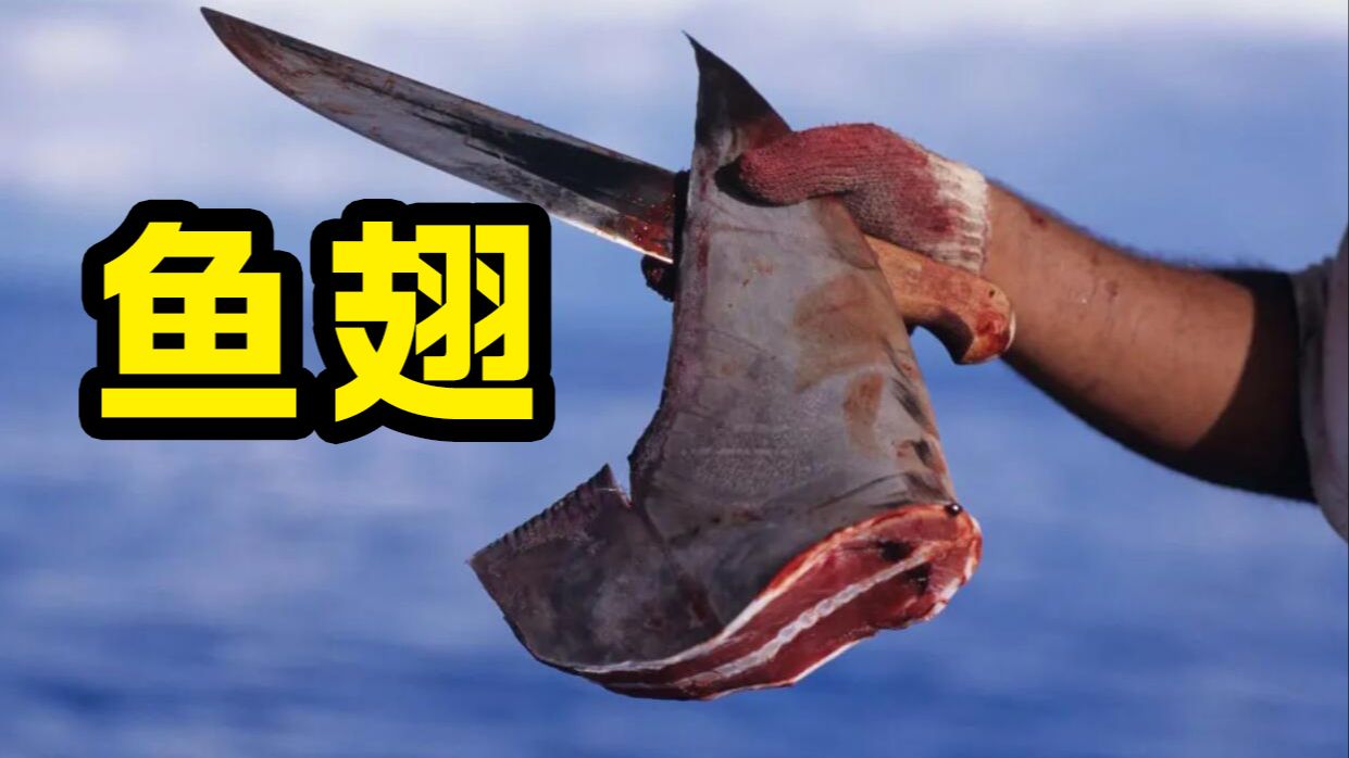 鱼翅辟谣（上）只是鲨鱼肝产业的边角料？能否养殖？-龙爪洪荒-龙爪洪荒-哔哩哔哩视频