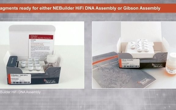使用 NEBuilder 高保真 DNA 组装或 Gibson 组装进行引物设计及片段组装_哔哩哔哩_bilibili