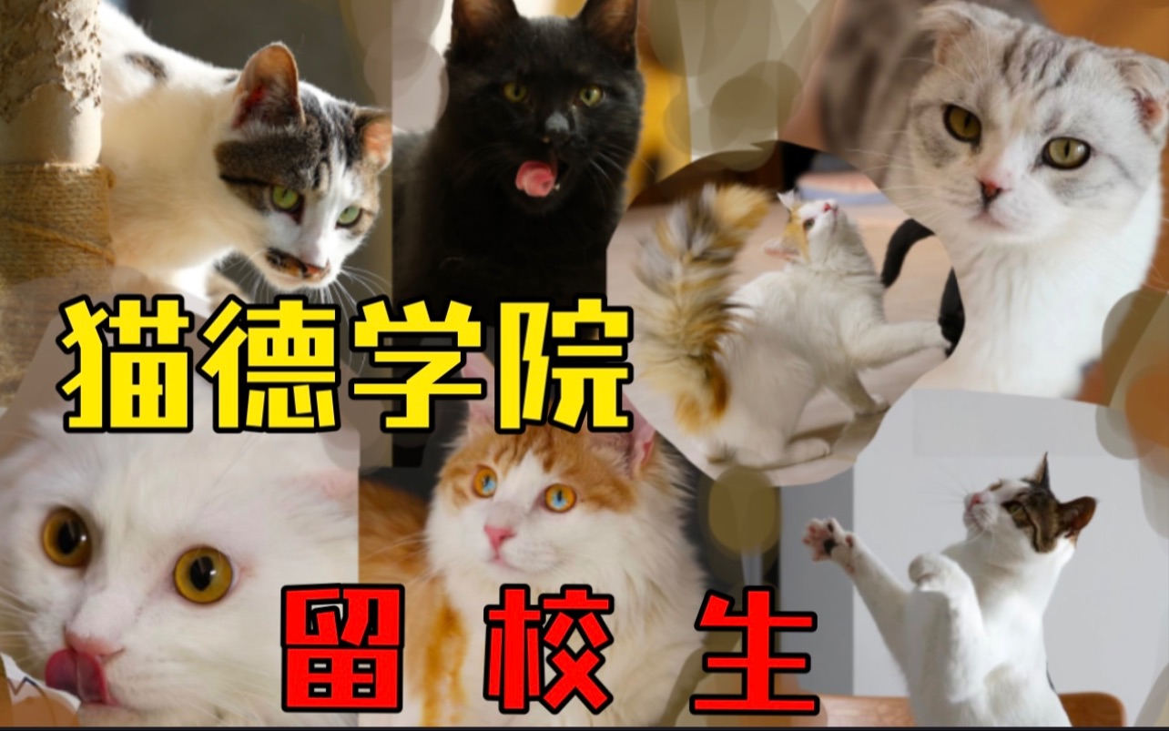猫德学院留校生们 哔哩哔哩