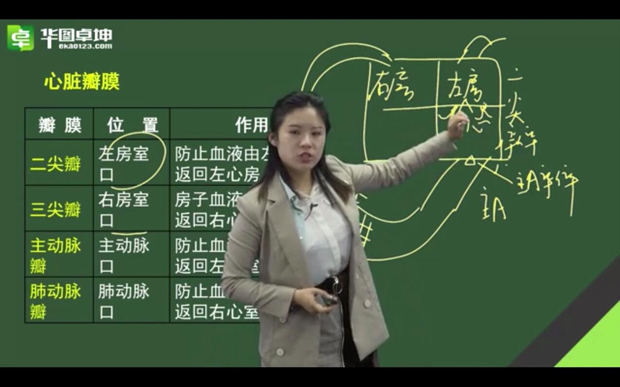 事业单位e类联考—《医基》精讲班之脉管系统(2) 哔哩哔哩