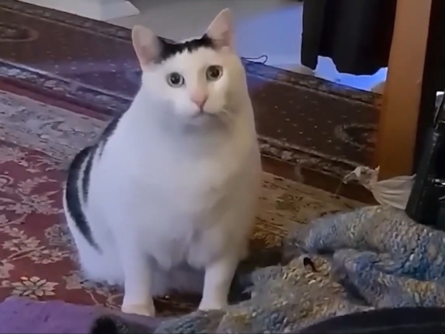 [Phonk] POOR 2 (Explicit)-径WBW芷-默认收藏夹-哔哩哔哩视频