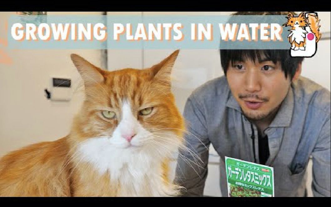 【JunsKitchen】懒人室内种菜法，只用水就可以！-JunsKitchen-JunsKitchen-哔哩哔哩视频