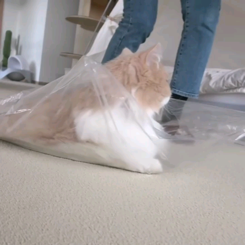 claire_luvcat_哔哩哔哩_bilibili