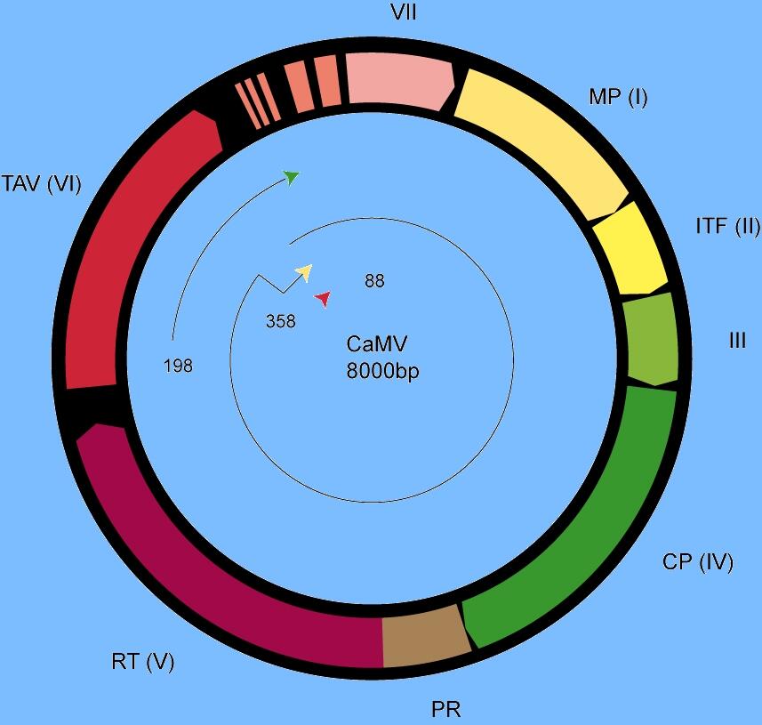 唯一的植物双链DNA病毒——花椰菜花叶病毒(CaMV) - 哔哩哔哩