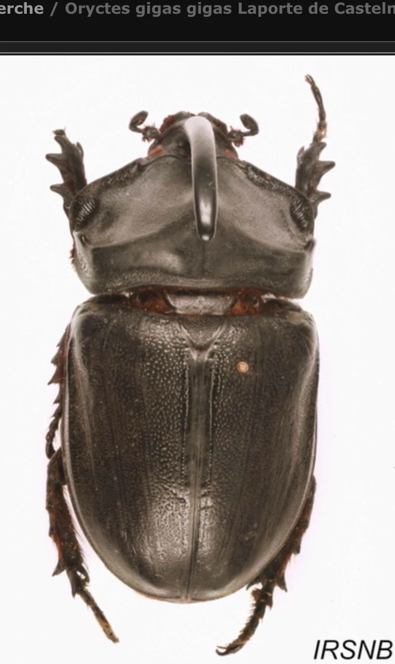 蛀犀金龟属全物种科普 - 哔哩哔哩