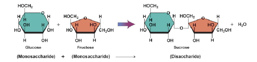 基础生物实验 4 - 实验二理论简介：Macromolecules - 哔哩哔哩