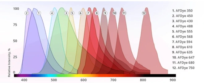 鬼笔环肽-AF594标记，英文名称：Phalloidin-AF594与Phalloidin-iFluor 594 - 哔哩哔哩