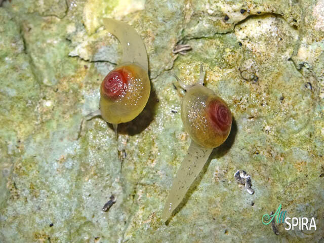 按总科盘点“陆螺”——陆生非柄眼类腹足类（上） - 哔哩哔哩