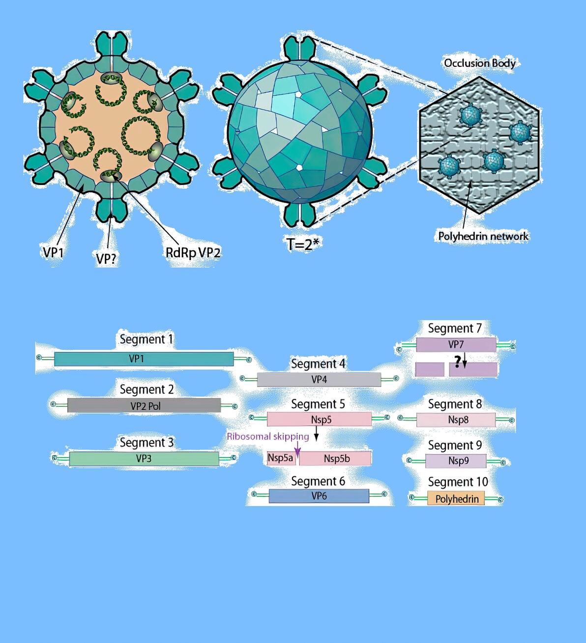 拥有多角体的呼肠孤病毒——质型多角体病毒/塞坡病毒(CPV) - 哔哩哔哩