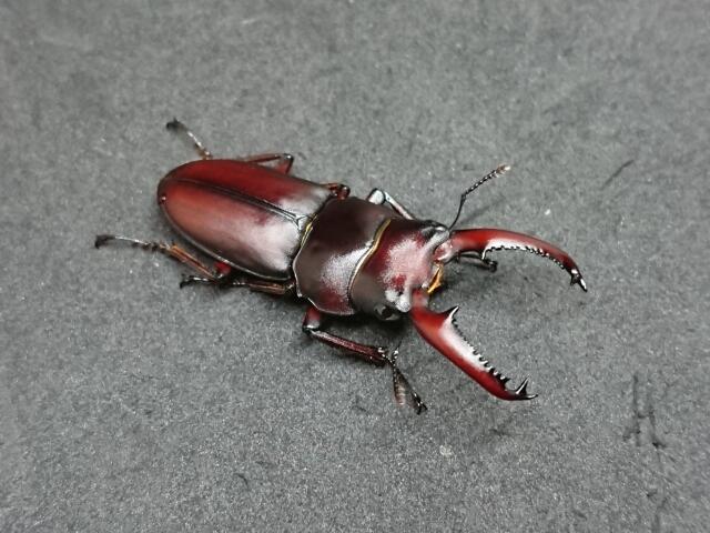 真假扁锹 - 哔哩哔哩