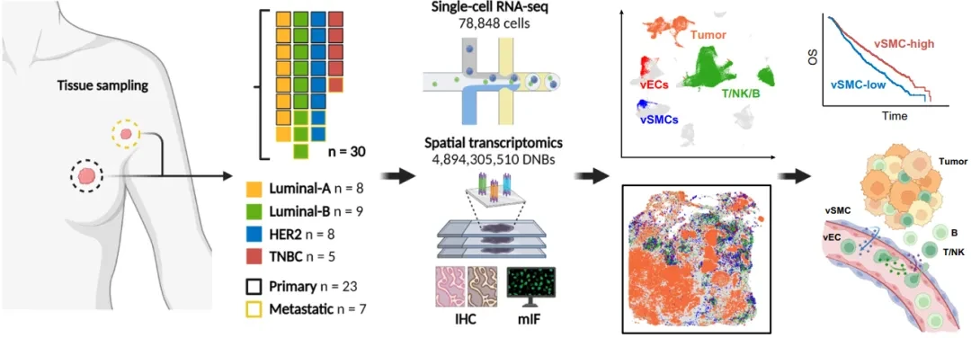 Nat Commun | Stereo-seq助力绘制乳腺癌空间图谱，揭示免疫浸润的微静脉调节机制 - 哔哩哔哩