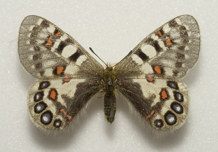 三十五种国内绢蝶属图录 - 哔哩哔哩